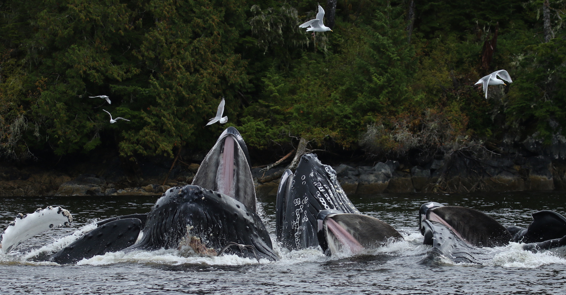 Why More LNG Ships in BC Waters Could Mean More Whale Deaths, According ...